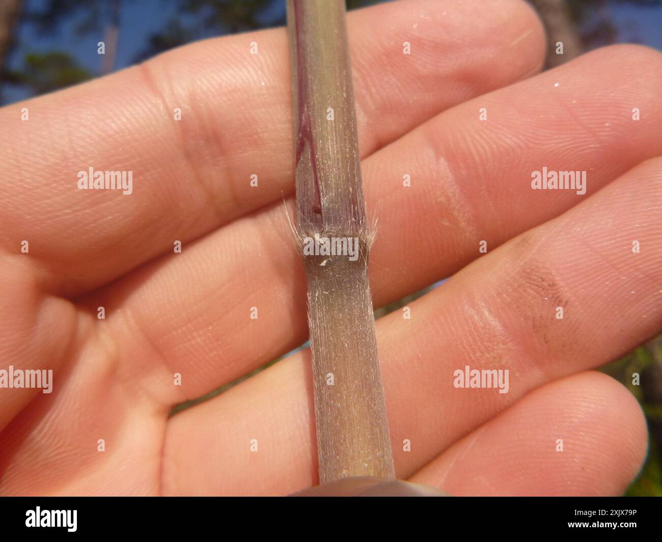 woolly beardgrass (Erianthus alopecuroides) Plantae Stock Photo - Alamy