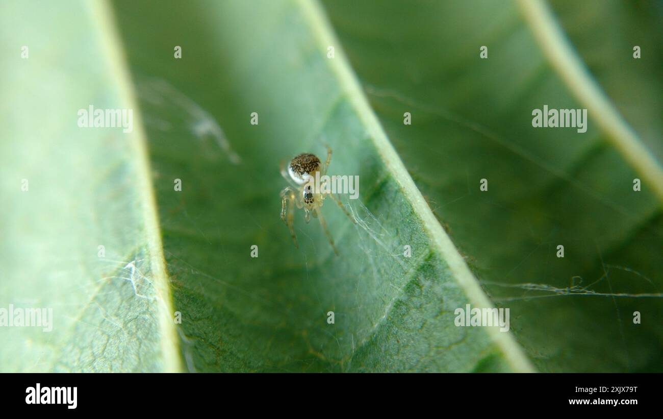 Comb-footed Spiders (Theridiidae) Arachnida Stock Photo - Alamy