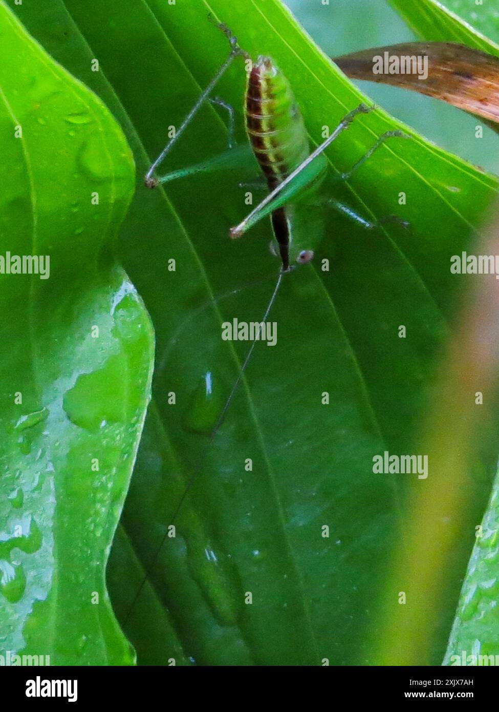 Common Meadow Katydids (Conocephalini) Insecta Stock Photo - Alamy