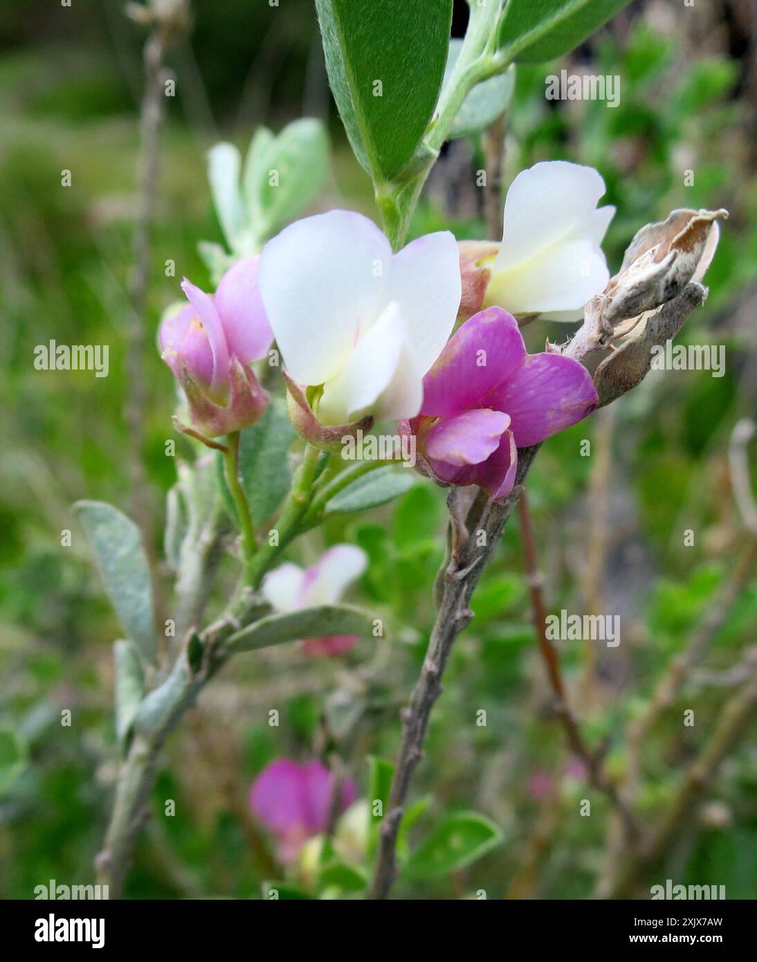 Myrtle Capesweetpea (Podalyria myrtillifolia) Plantae Stock Photo - Alamy