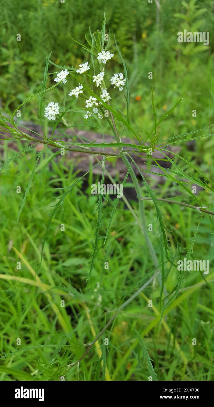 bulblet-bearing water hemlock (Cicuta bulbifera) Plantae Stock Photo ...
