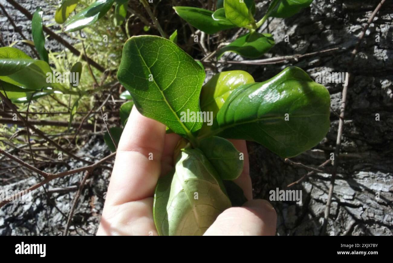 Taupata (Coprosma repens) Plantae Stock Photo - Alamy