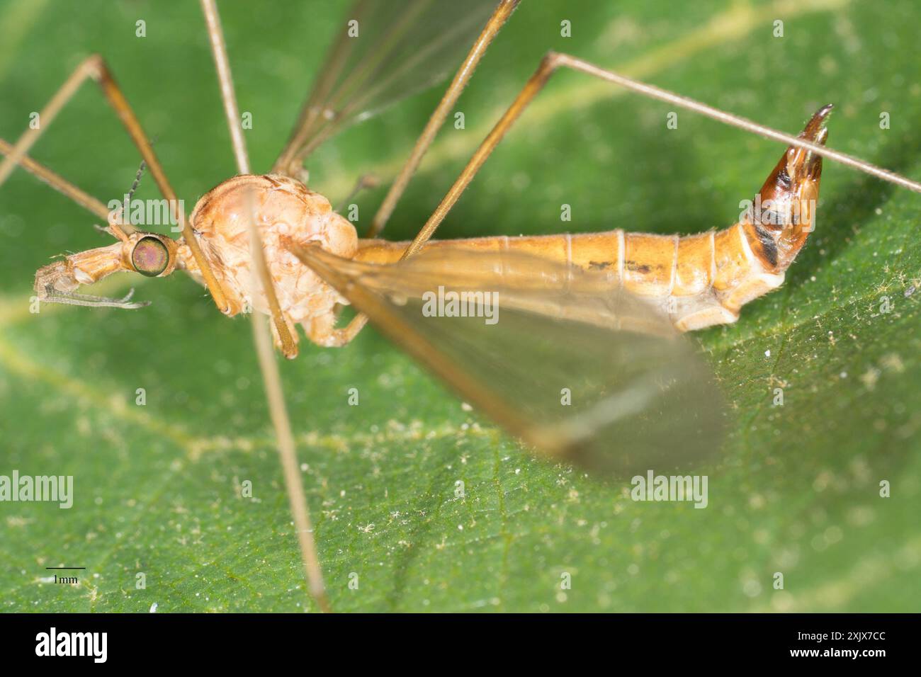 Crane Flies (Tipulomorpha) Insecta Stock Photo - Alamy