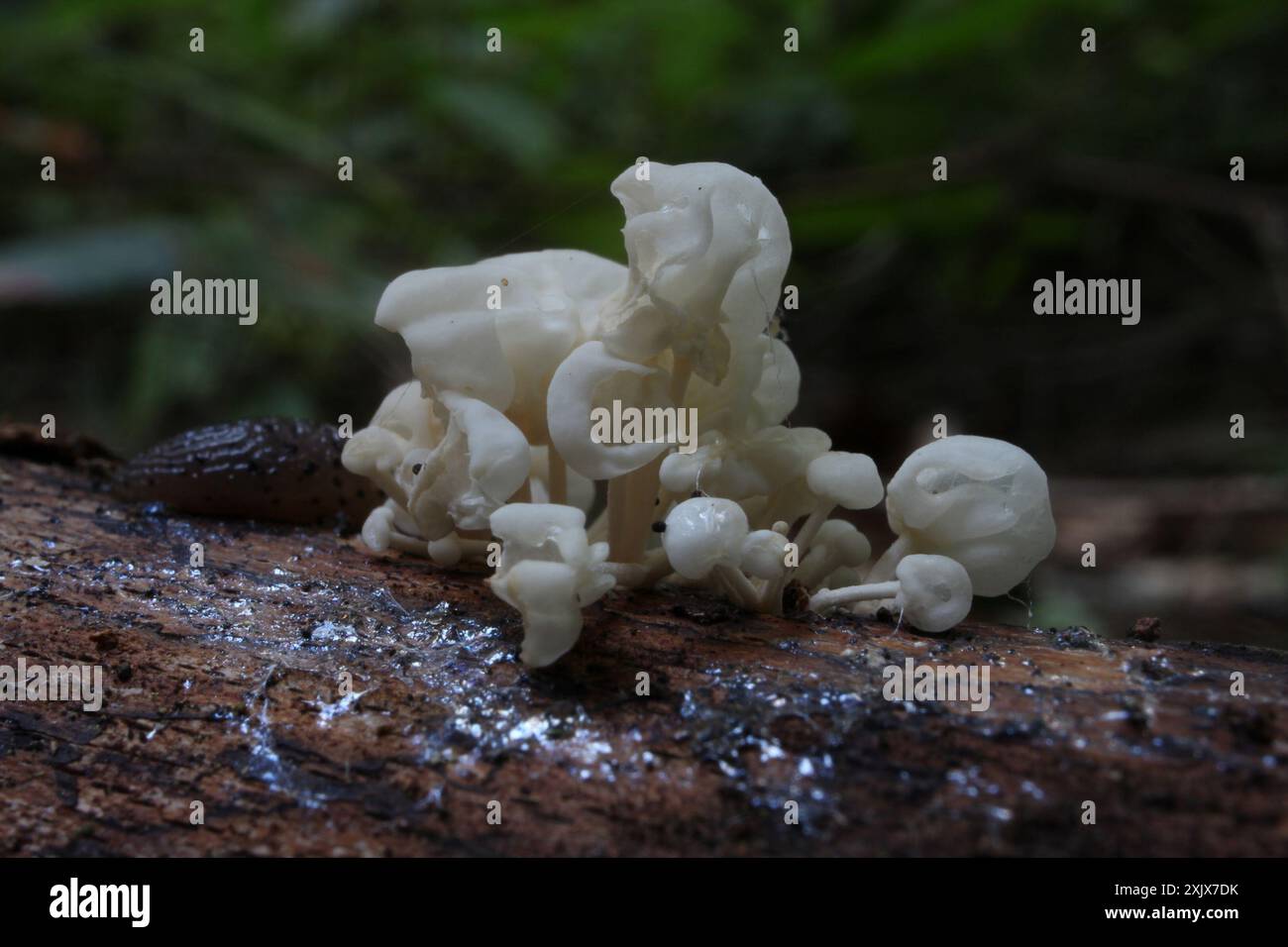 bladder stalks (Physalacria inflata) Fungi Stock Photo - Alamy