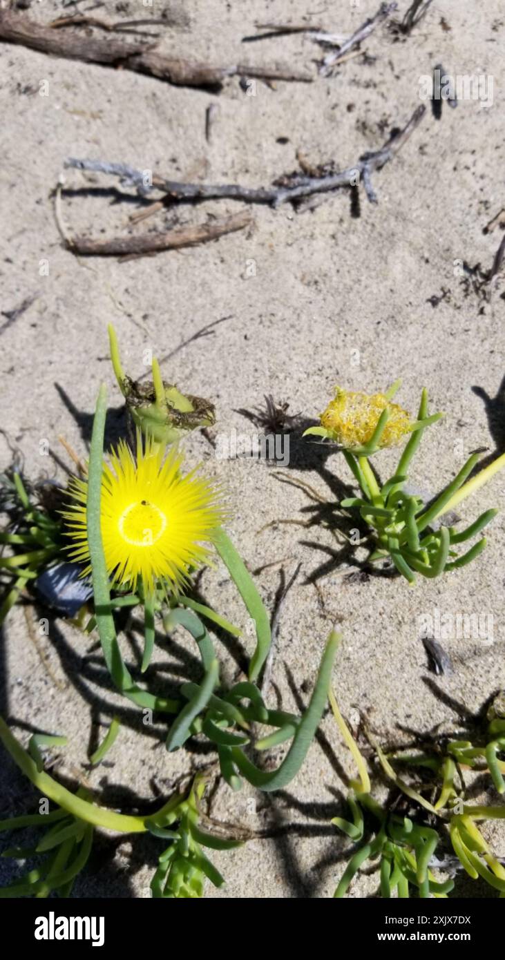 Pig's-root (Conicosia pugioniformis) Plantae Stock Photo - Alamy