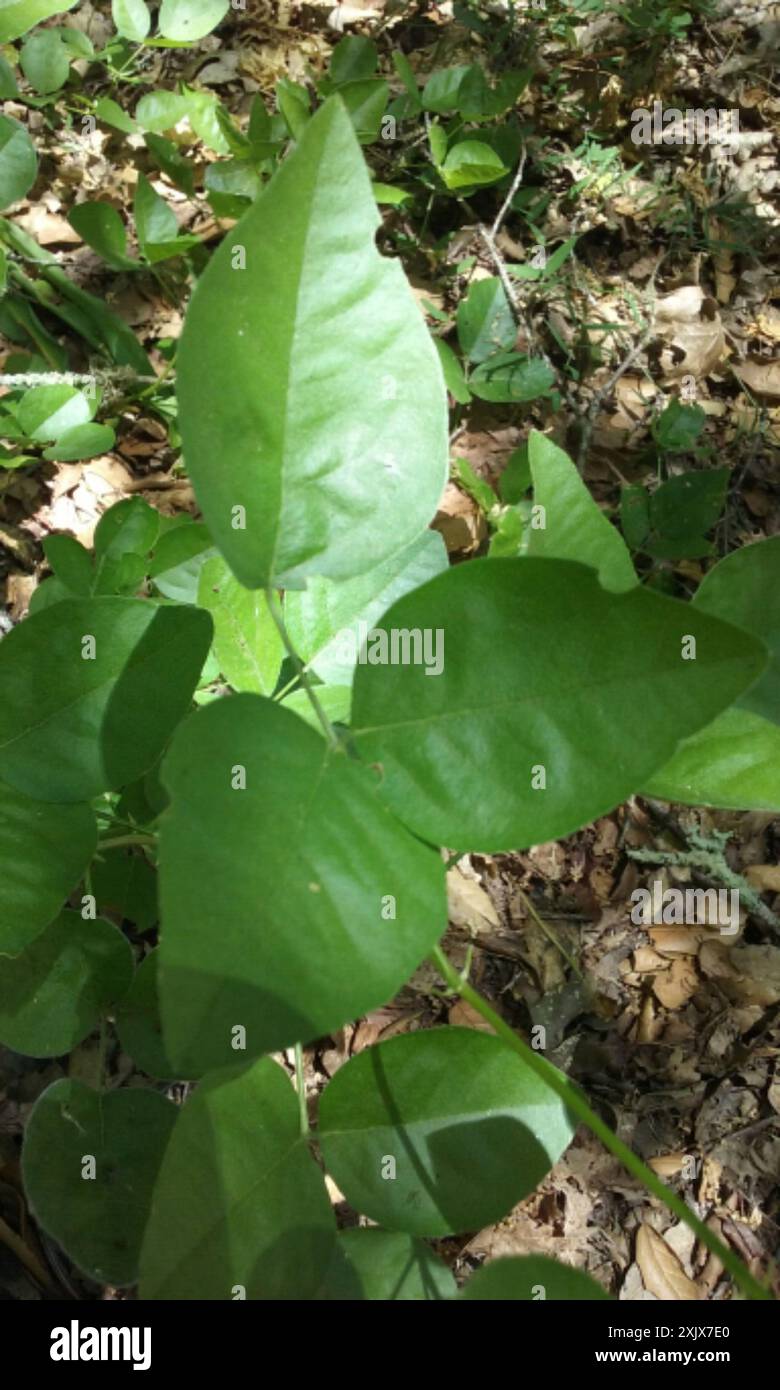 forest scurfpea (Rupertia physodes) Plantae Stock Photo - Alamy