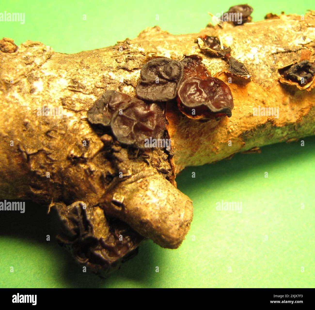 Exidia crenata hi-res stock photography and images - Alamy