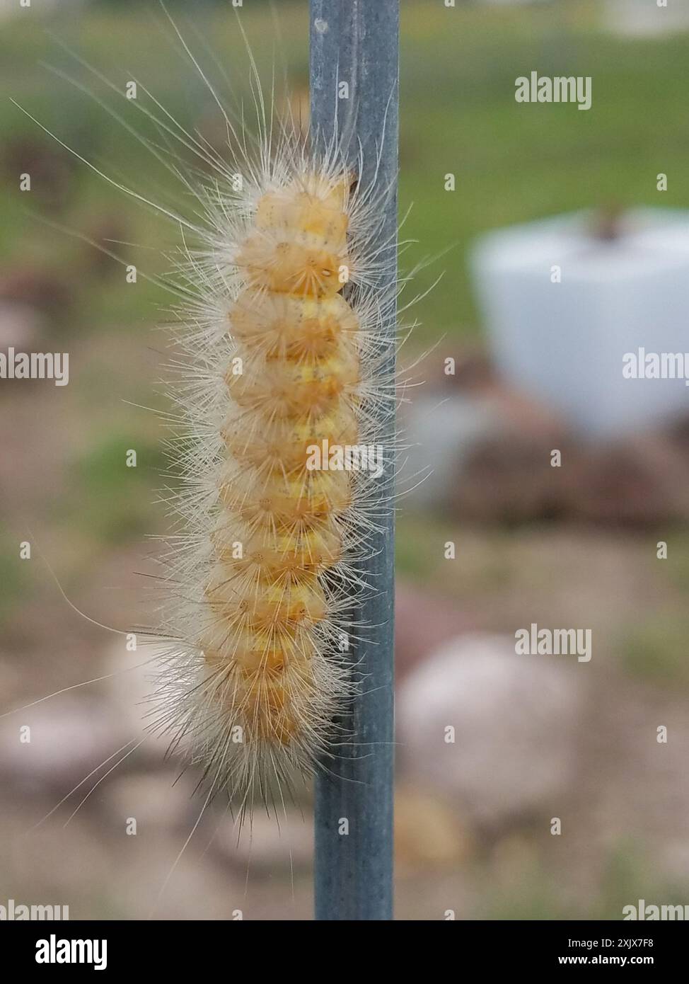 Estigmene hi-res stock photography and images - Alamy