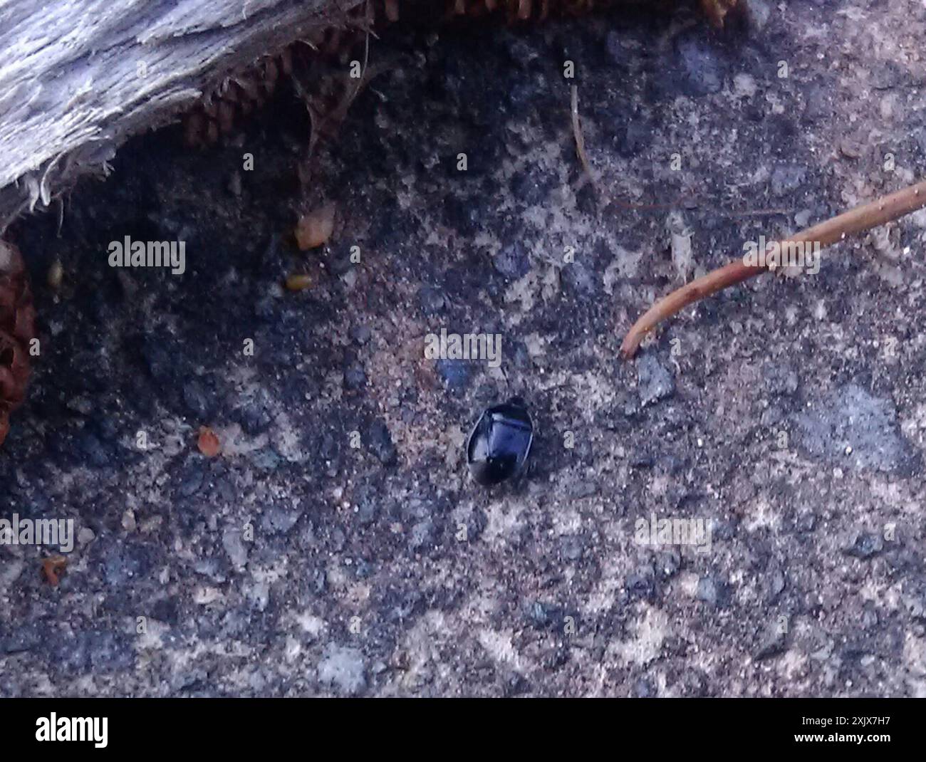 White-margined Burrower Bug (Sehirus cinctus) Insecta Stock Photo - Alamy