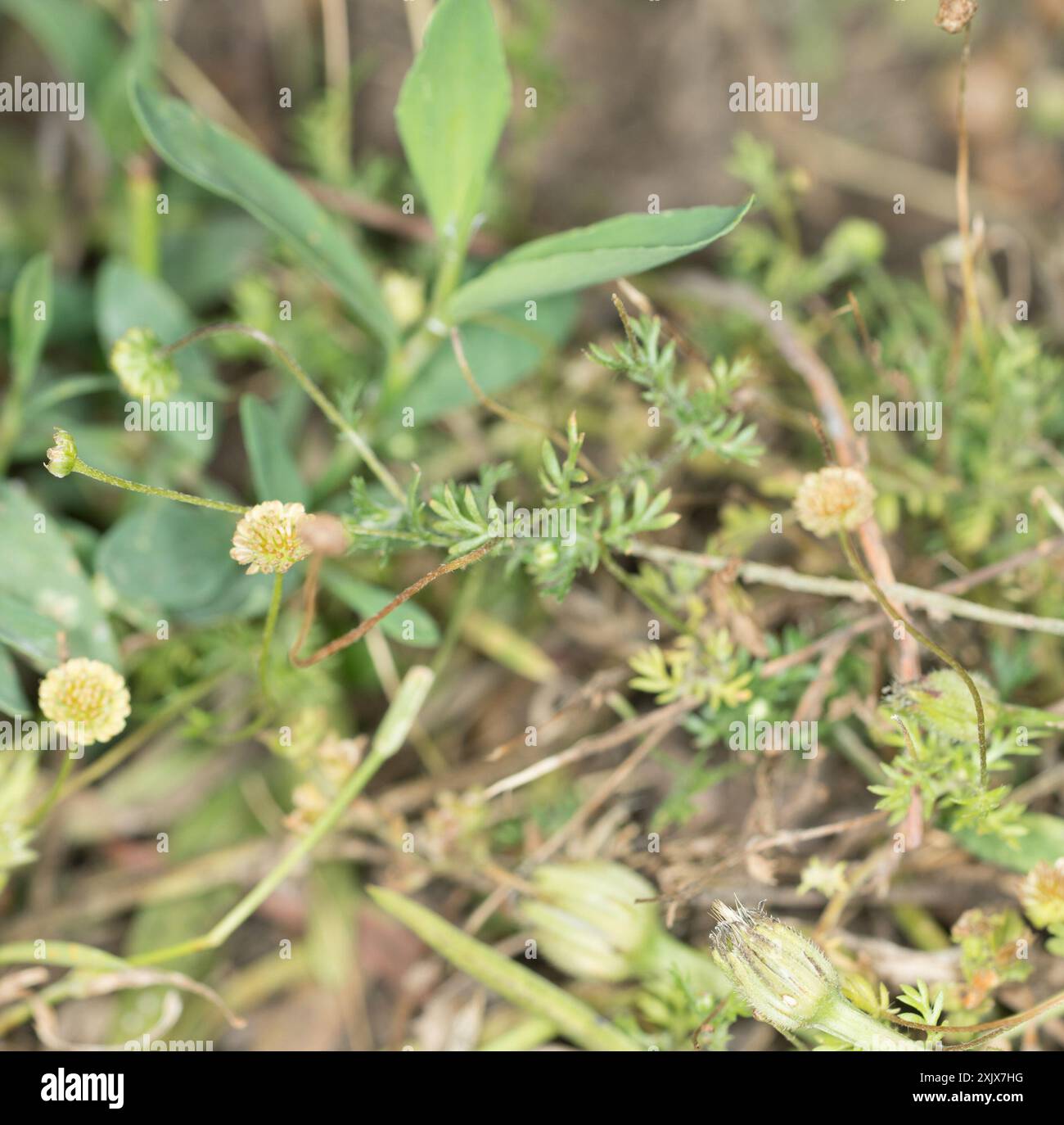 Common Cotula (Cotula australis) Plantae Stock Photo - Alamy