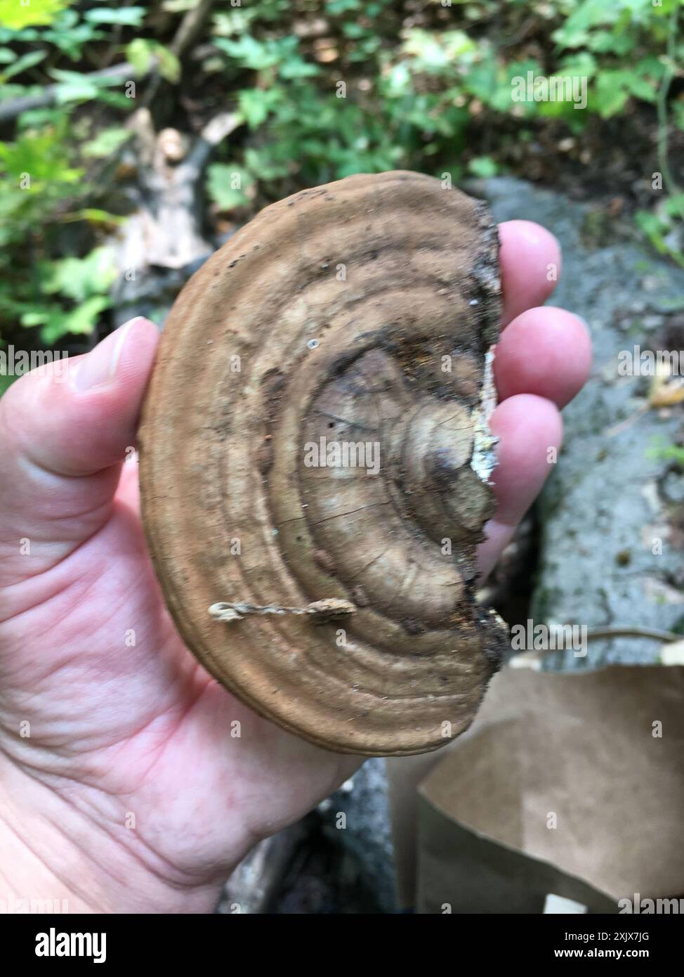 artist's bracket (Ganoderma applanatum) Fungi Stock Photo - Alamy