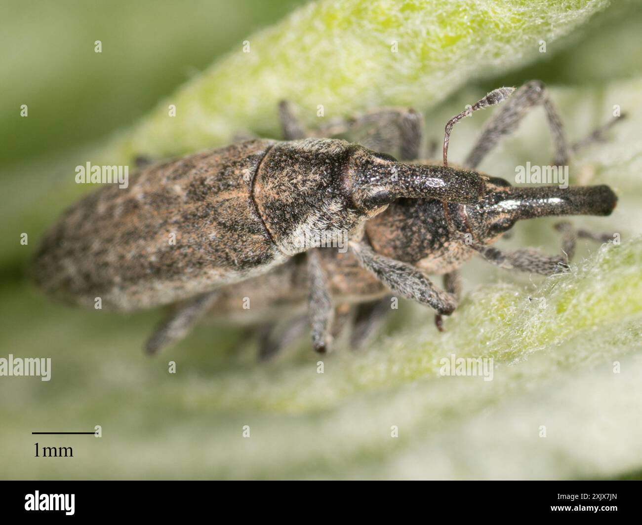 Perforatus hi-res stock photography and images - Alamy