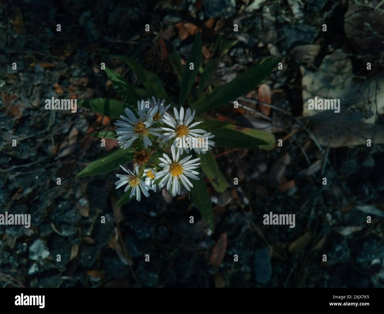 American asters (Symphyotrichum) Plantae Stock Photo - Alamy