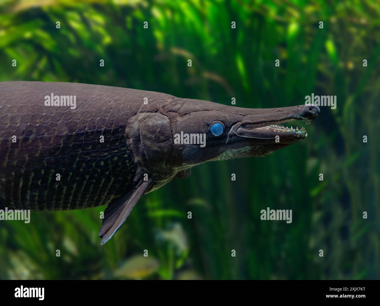 Acipenser ruthenus sterlet sturgeon hi-res stock photography and images ...
