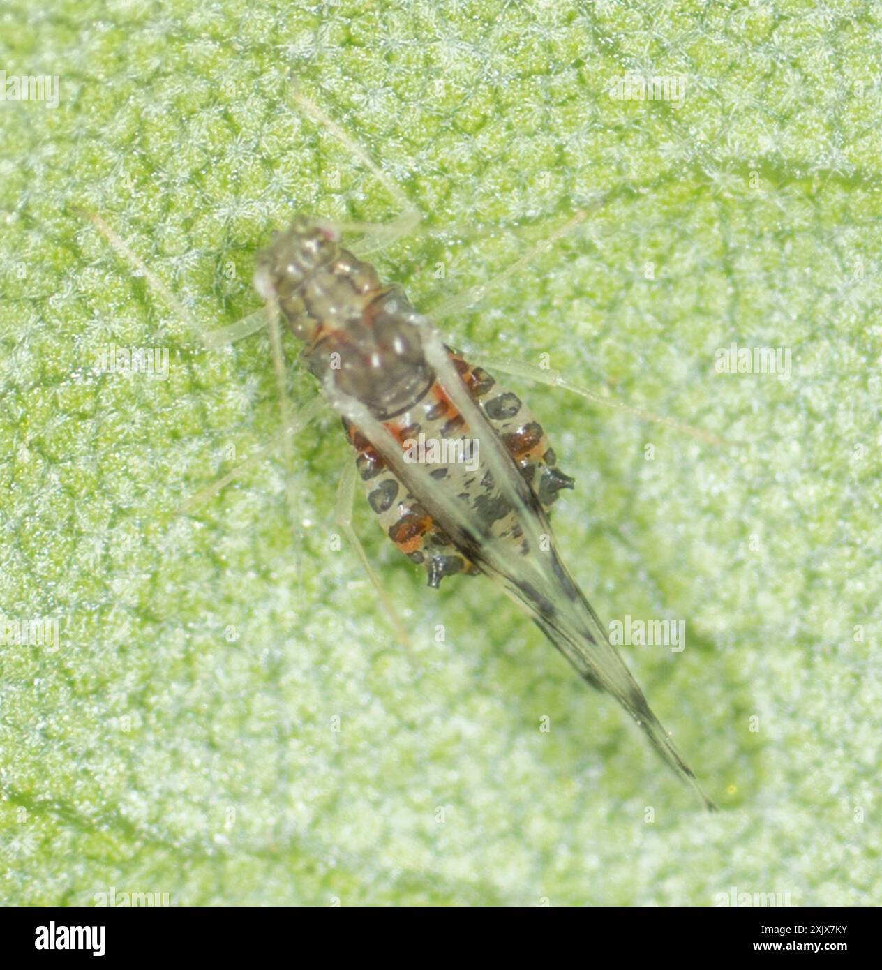 Eastern dusky-winged oak aphid (Neomyzocallis discolor) Insecta Stock ...