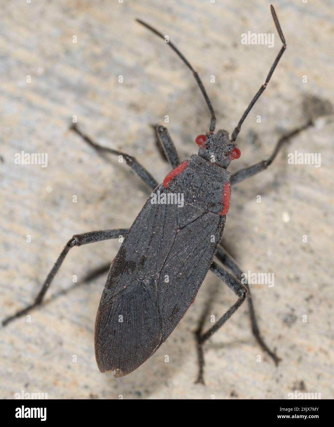 Red-shouldered Bug (Jadera haematoloma) Insecta Stock Photo - Alamy