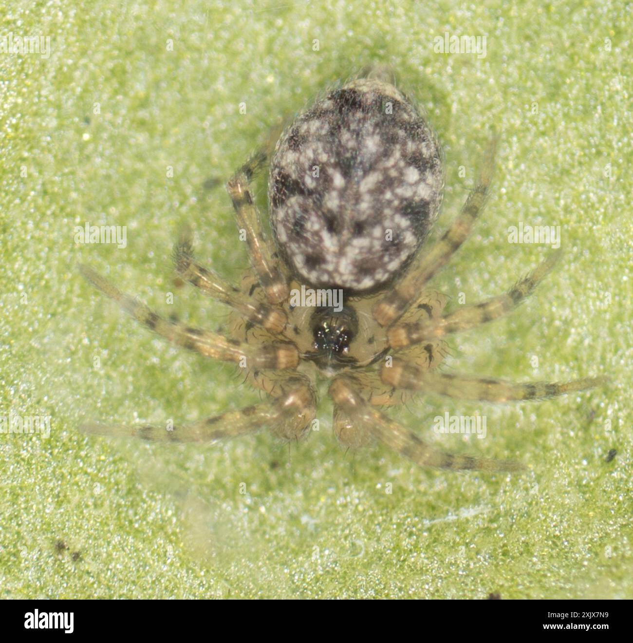 Wall Spiders (Oecobius) Arachnida Stock Photo - Alamy