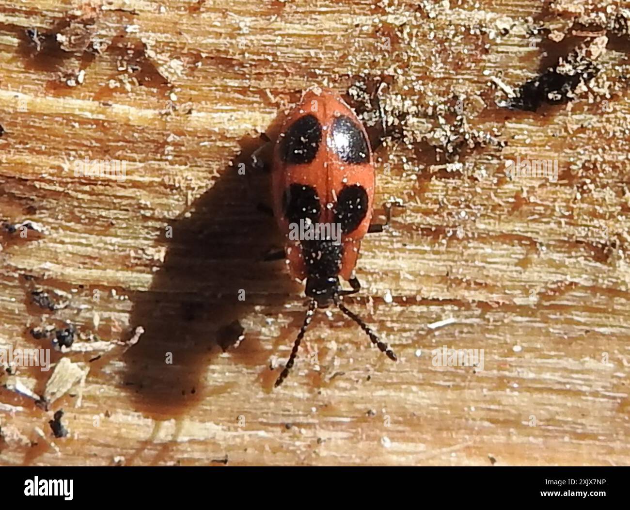 False Ladybird (Endomychus coccineus) Insecta Stock Photo - Alamy