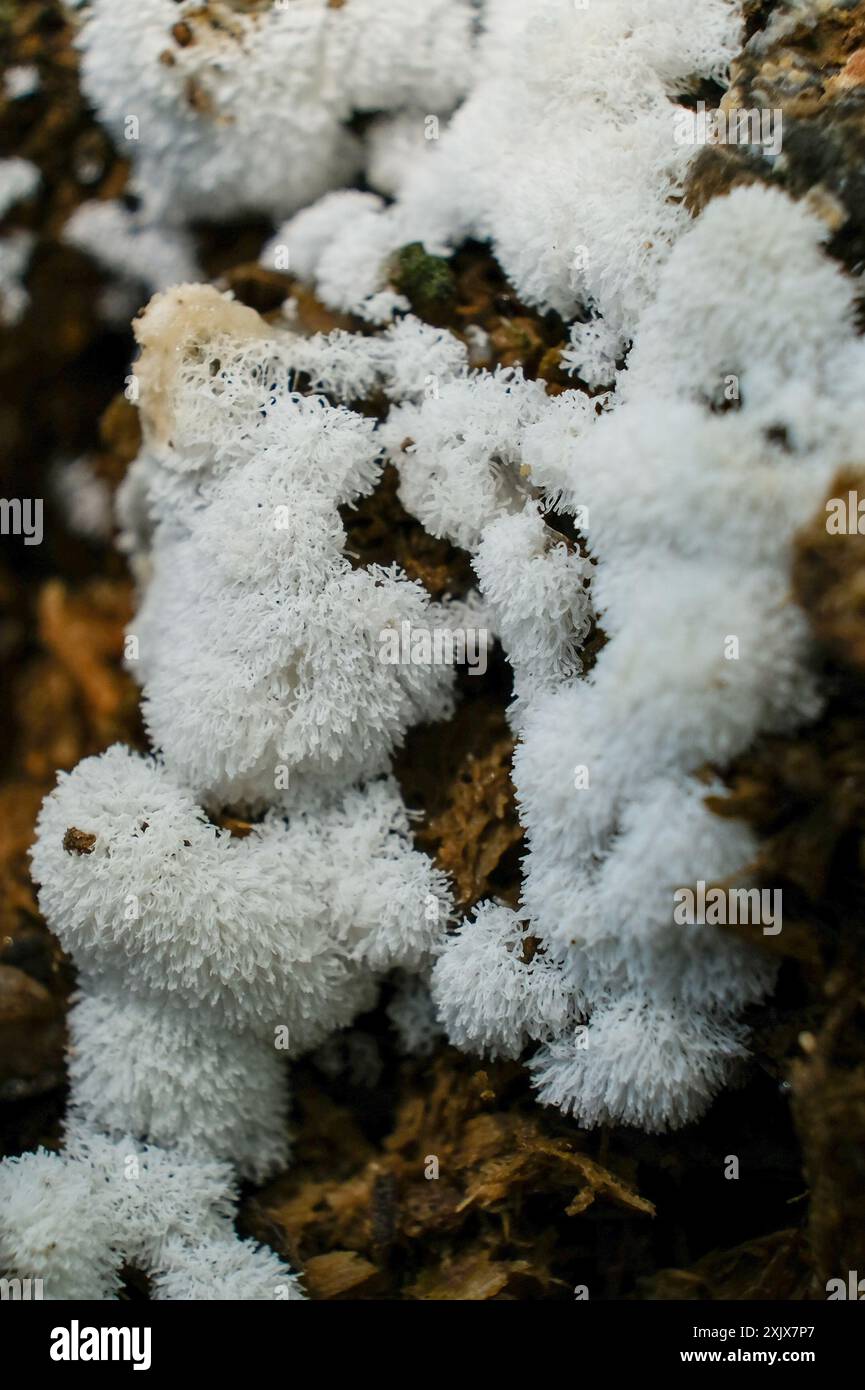 Honeycomb Coral Slime Mold (Ceratiomyxa fruticulosa) Protozoa Stock ...