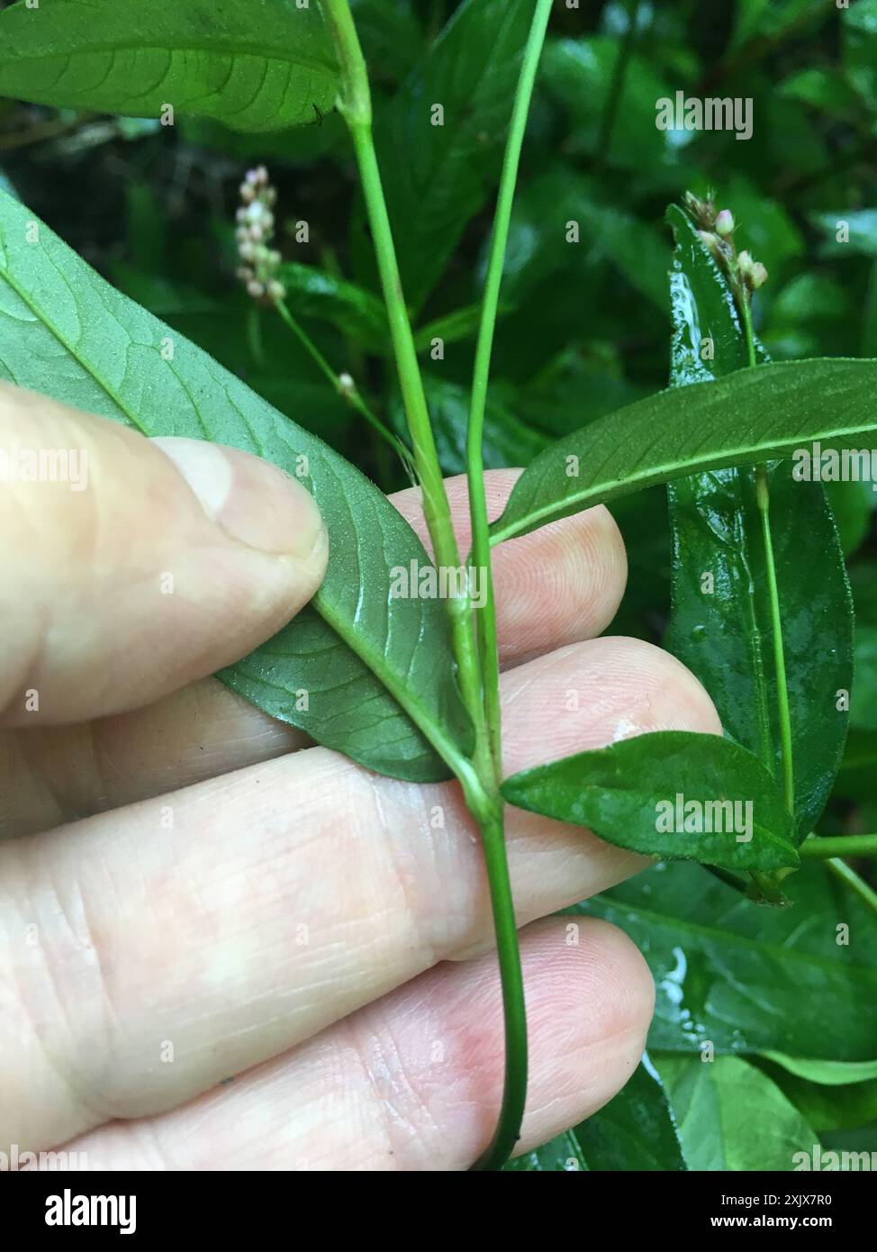 low smartweed (Persicaria longiseta) Plantae Stock Photo - Alamy