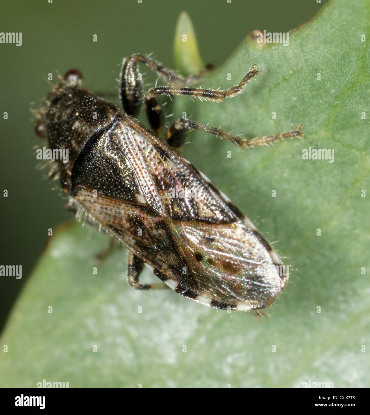 Nettle ground bug hi-res stock photography and images - Alamy