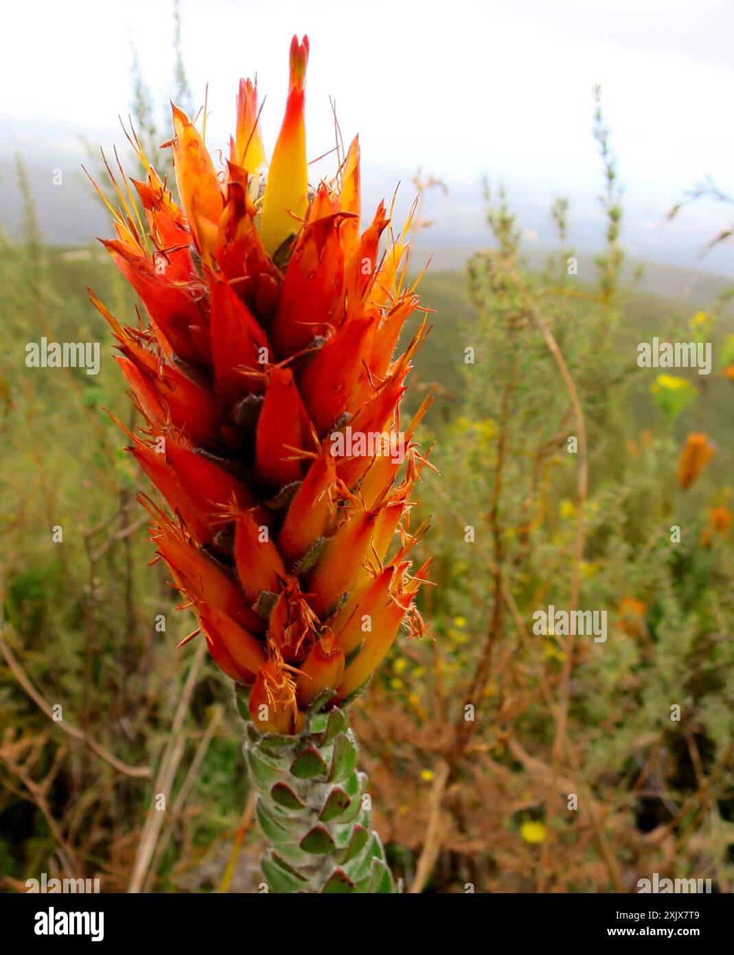Threeflower Pagoda (Mimetes pauciflorus) Plantae Stock Photo - Alamy