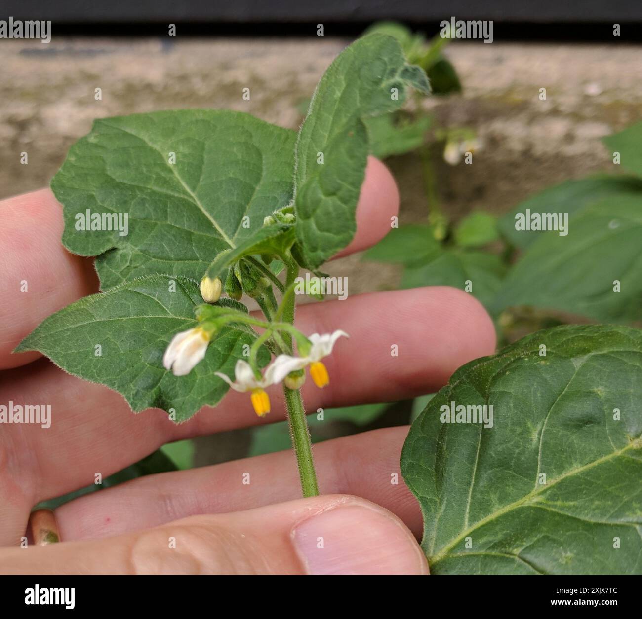 black nightshade (Solanum nigrum) Plantae Stock Photo - Alamy