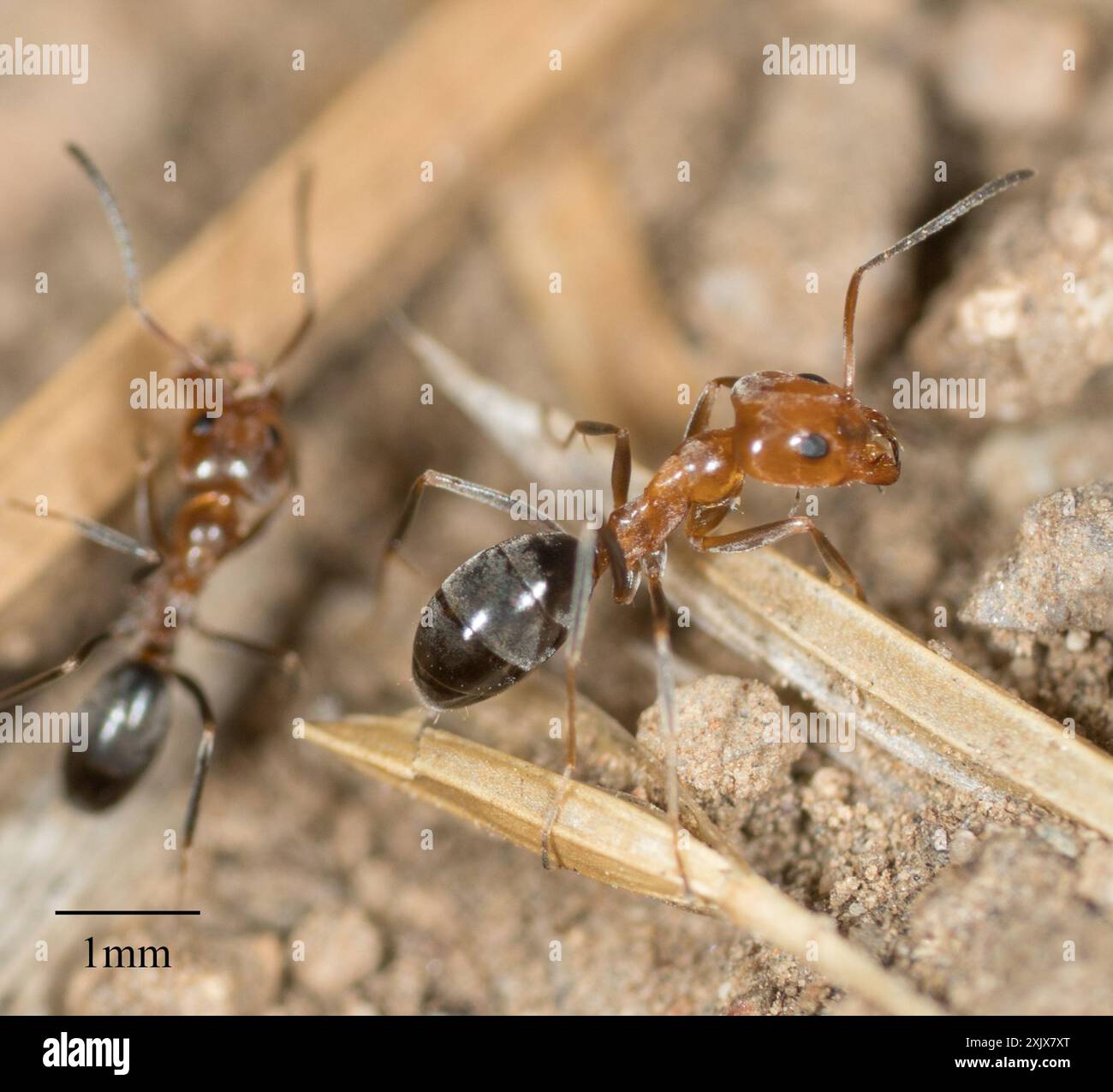 Pyramid Ants (Dorymyrmex) Insecta Stock Photo - Alamy