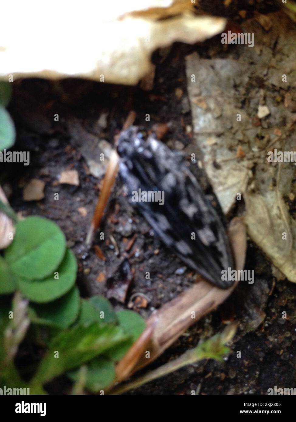 Sculptured Pine Borer (Chalcophora virginiensis) Insecta Stock Photo ...
