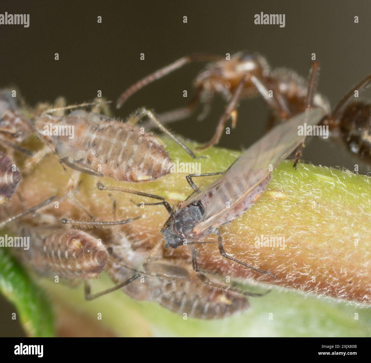 Willow Bark Aphids (Pterocomma) Insecta Stock Photo - Alamy