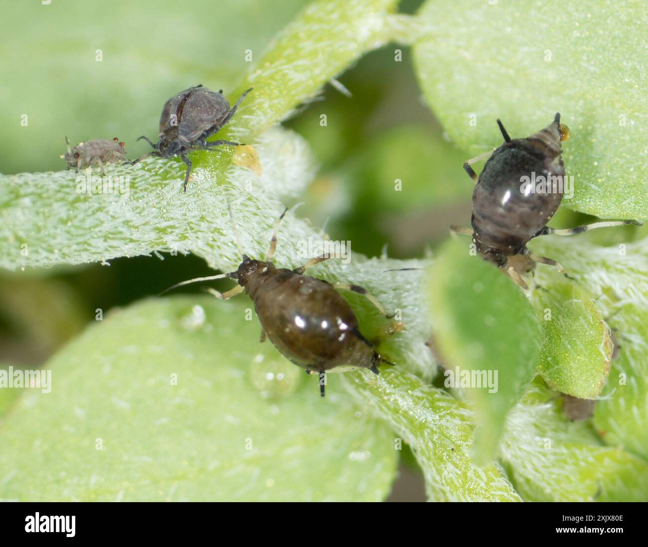 Cowpea Aphid (Aphis craccivora) Insecta Stock Photo - Alamy