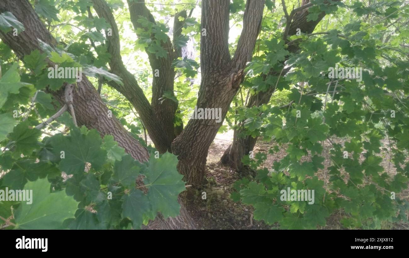 Norway maple (Acer platanoides) Plantae Stock Photo - Alamy