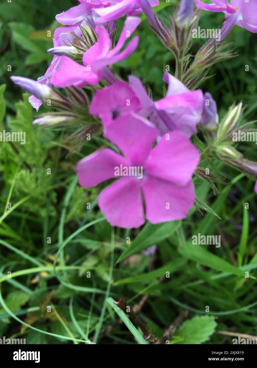 prairie phlox (Phlox pilosa) Plantae Stock Photo - Alamy