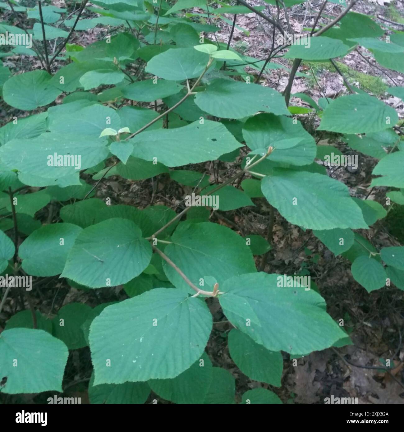 hobblebush (Viburnum lantanoides) Plantae Stock Photo - Alamy