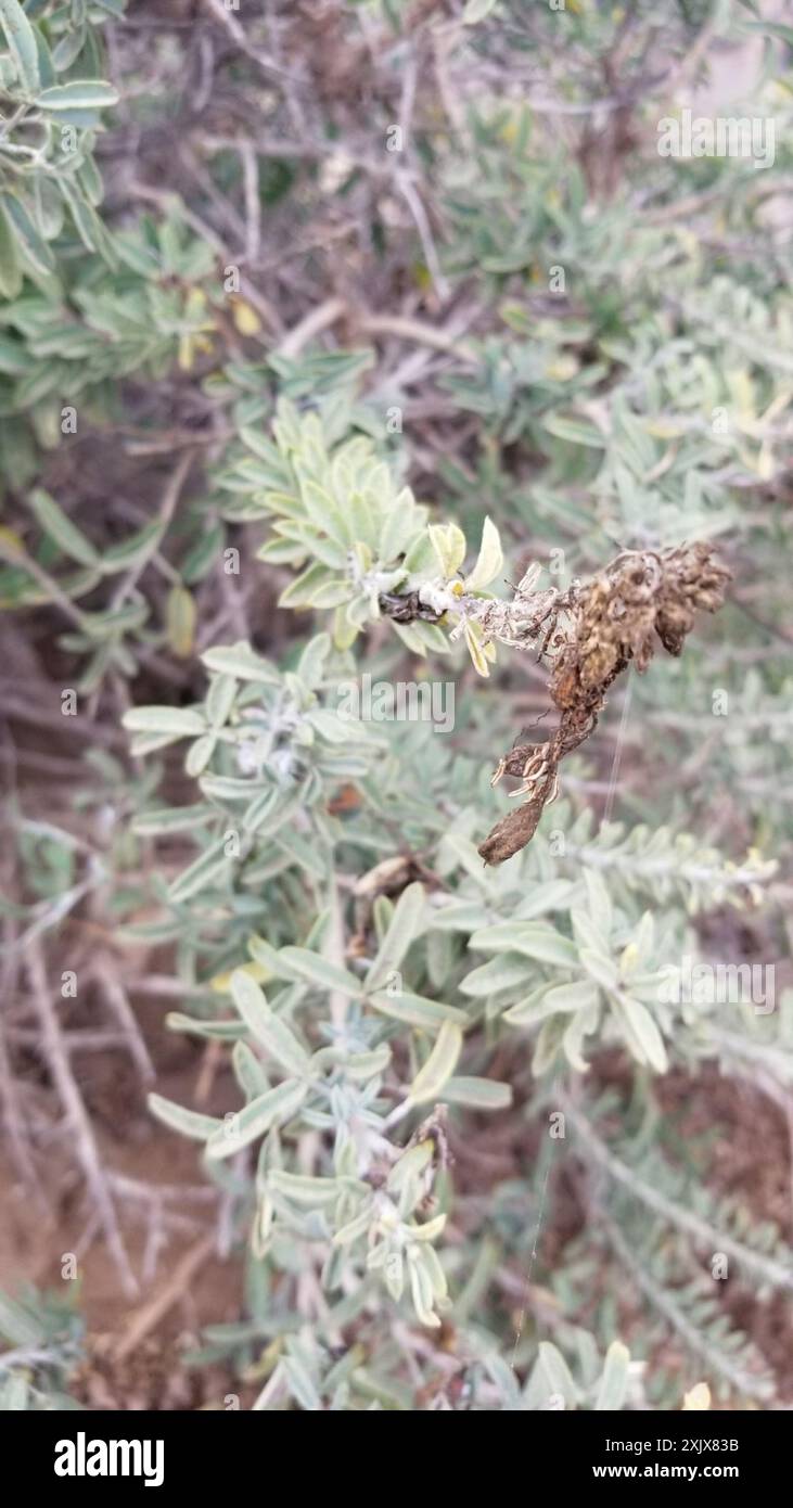 Bladderpod (Cleomella arborea) Plantae Stock Photo - Alamy