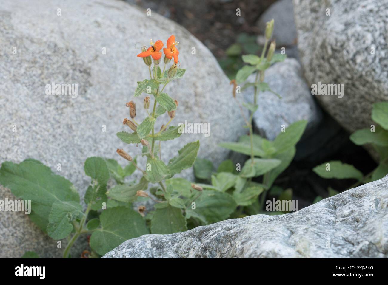 scarlet monkeyflower (Erythranthe cardinalis) Plantae Stock Photo - Alamy