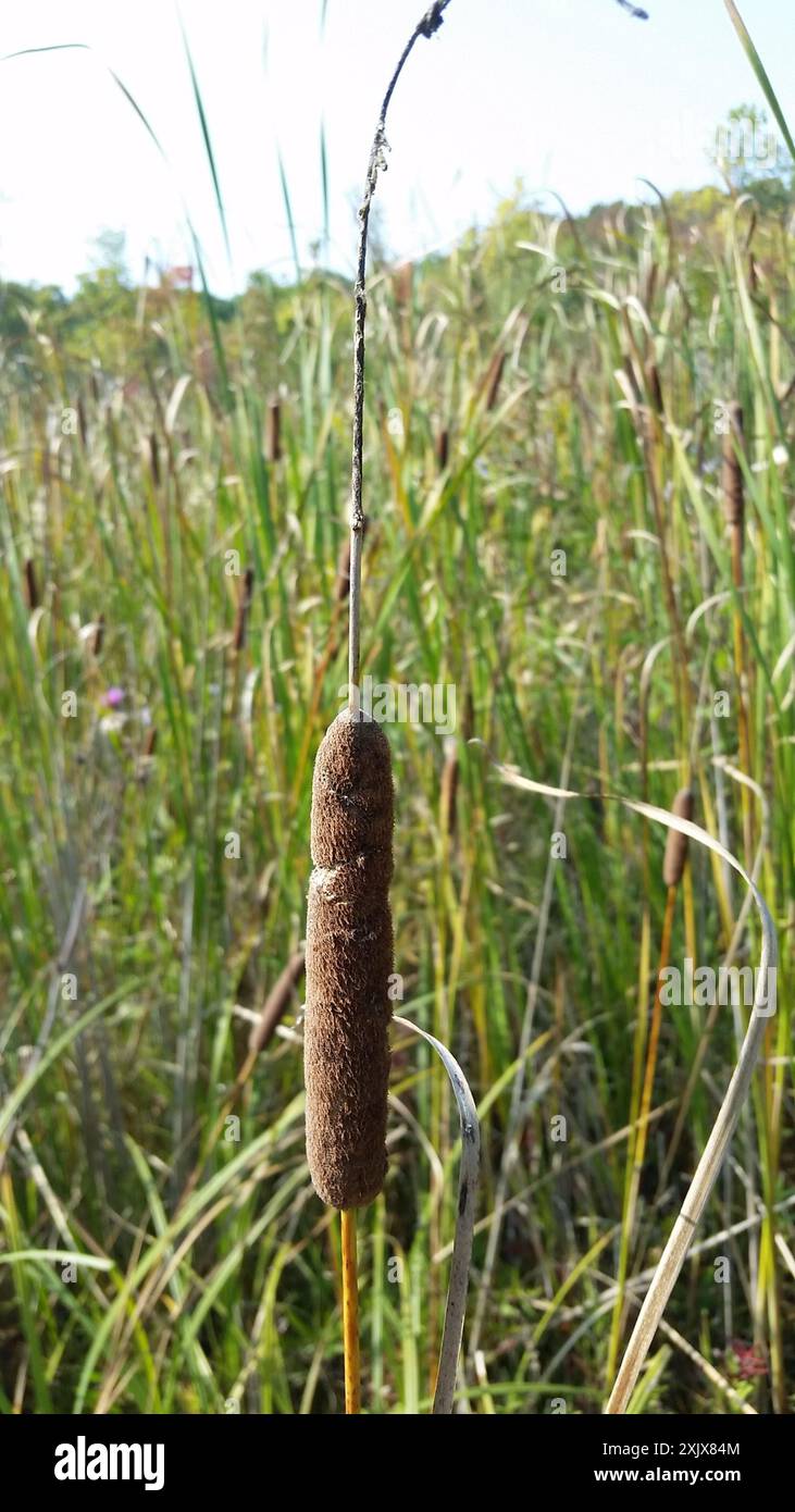 narrow-leaved cattail (Typha angustifolia) Plantae Stock Photo - Alamy