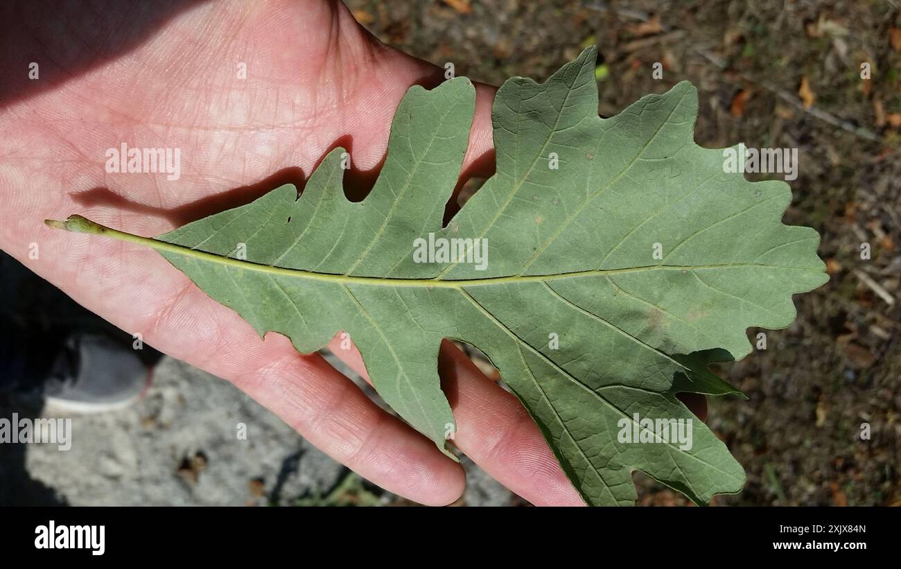 bur oak (Quercus macrocarpa) Plantae Stock Photo - Alamy