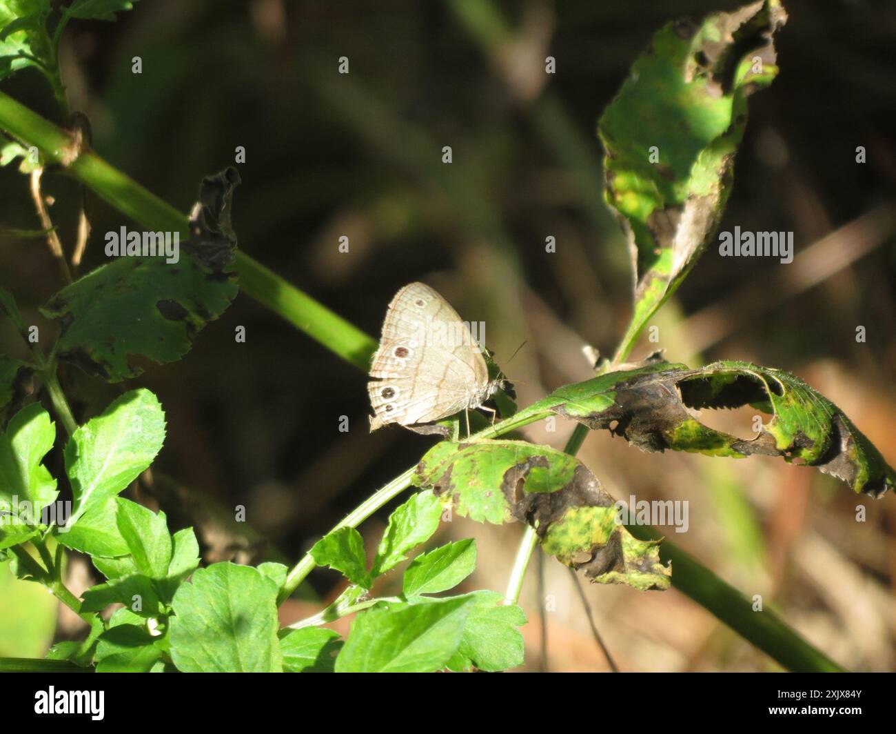 Carolina Satyr (Hermeuptychia sosybius) Insecta Stock Photo - Alamy