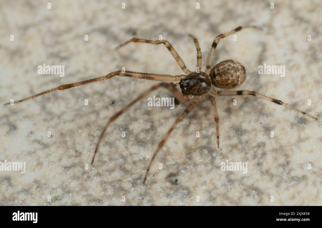 Comb-footed Spiders (Theridiidae) Arachnida Stock Photo - Alamy