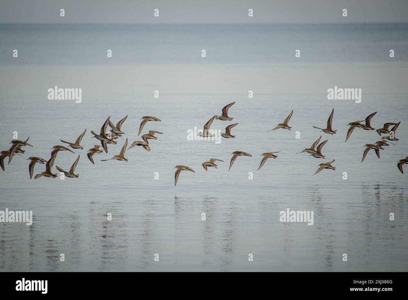 Flock of western sandpipers on beach hi-res stock photography and ...