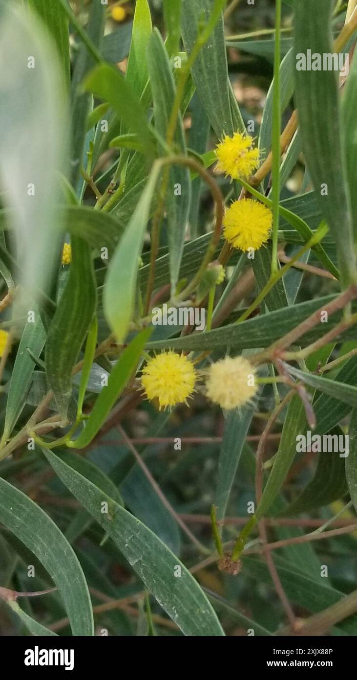 Acacia cyclops hi-res stock photography and images - Alamy