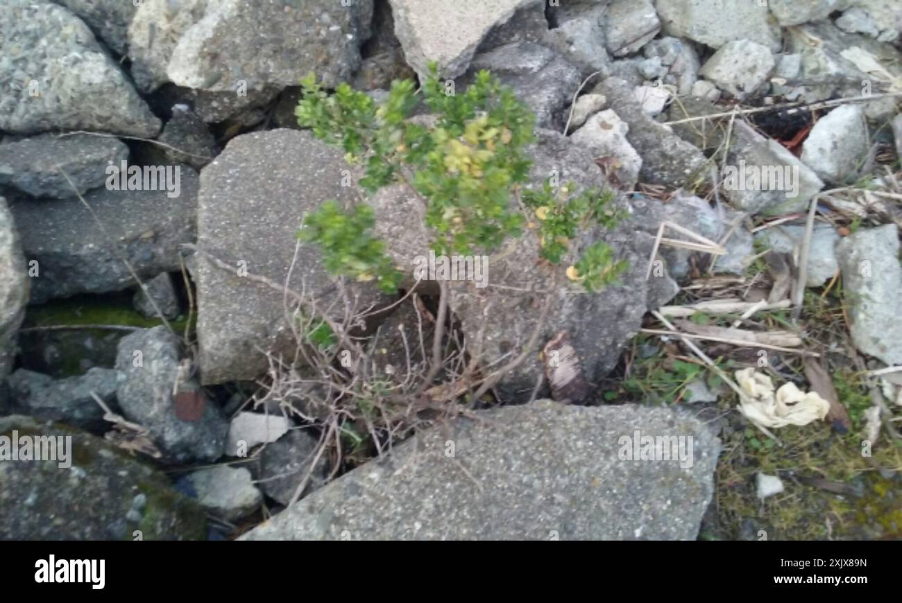 Chaparral Coyote Brush (Baccharis pilularis consanguinea) Plantae Stock ...