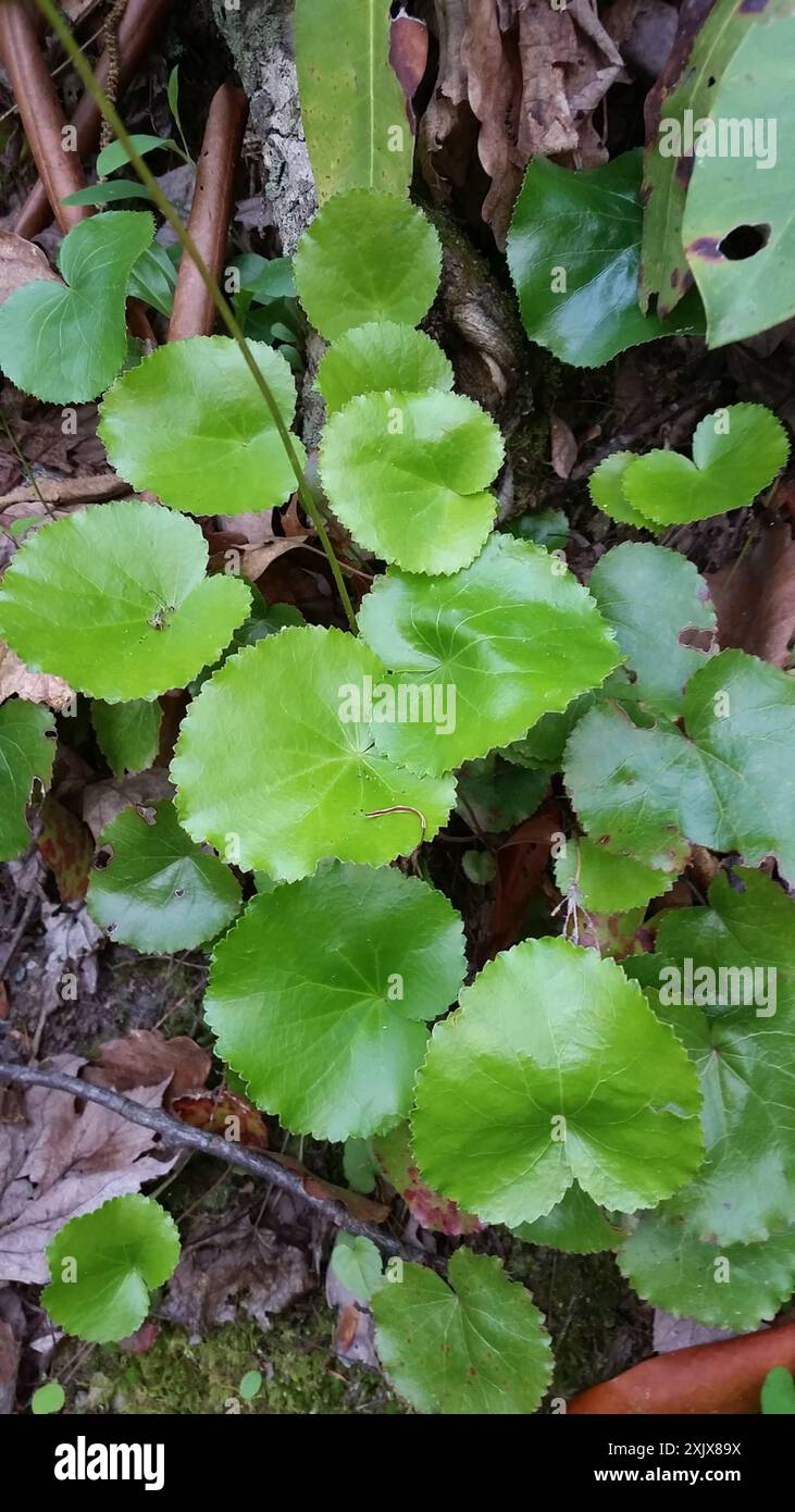 galax (Galax urceolata) Plantae Stock Photo - Alamy