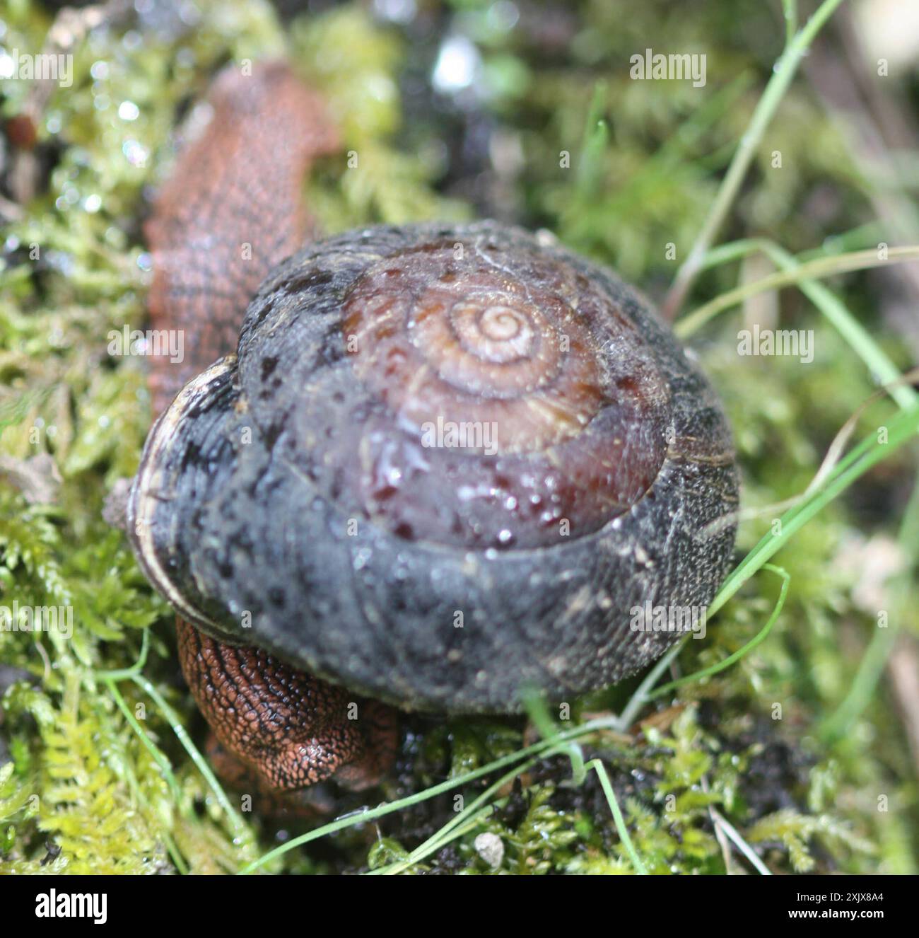 Redwood Sideband (Monadenia infumata) Mollusca Stock Photo - Alamy