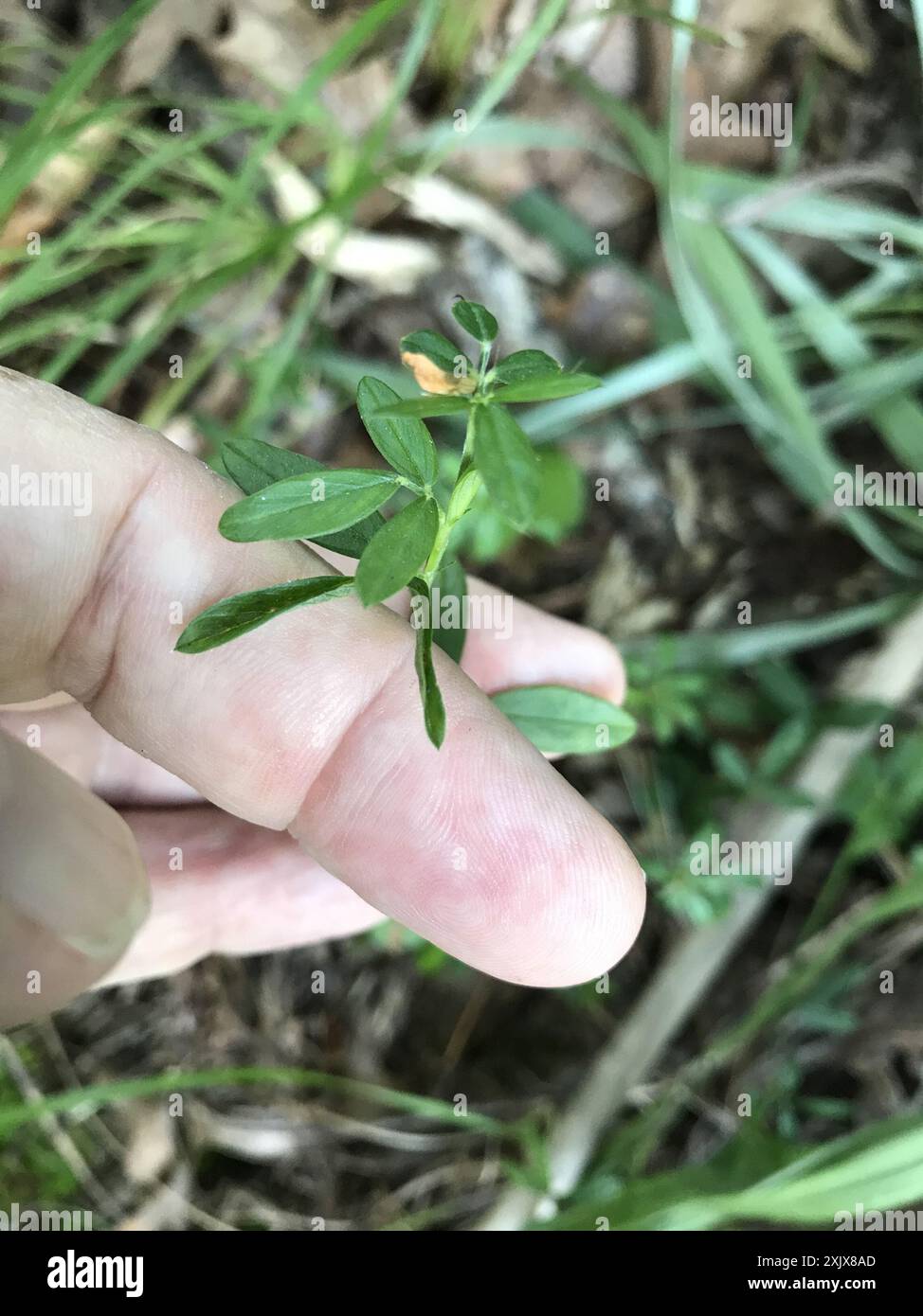 sidebeak pencilflower (Stylosanthes biflora) Plantae Stock Photo - Alamy