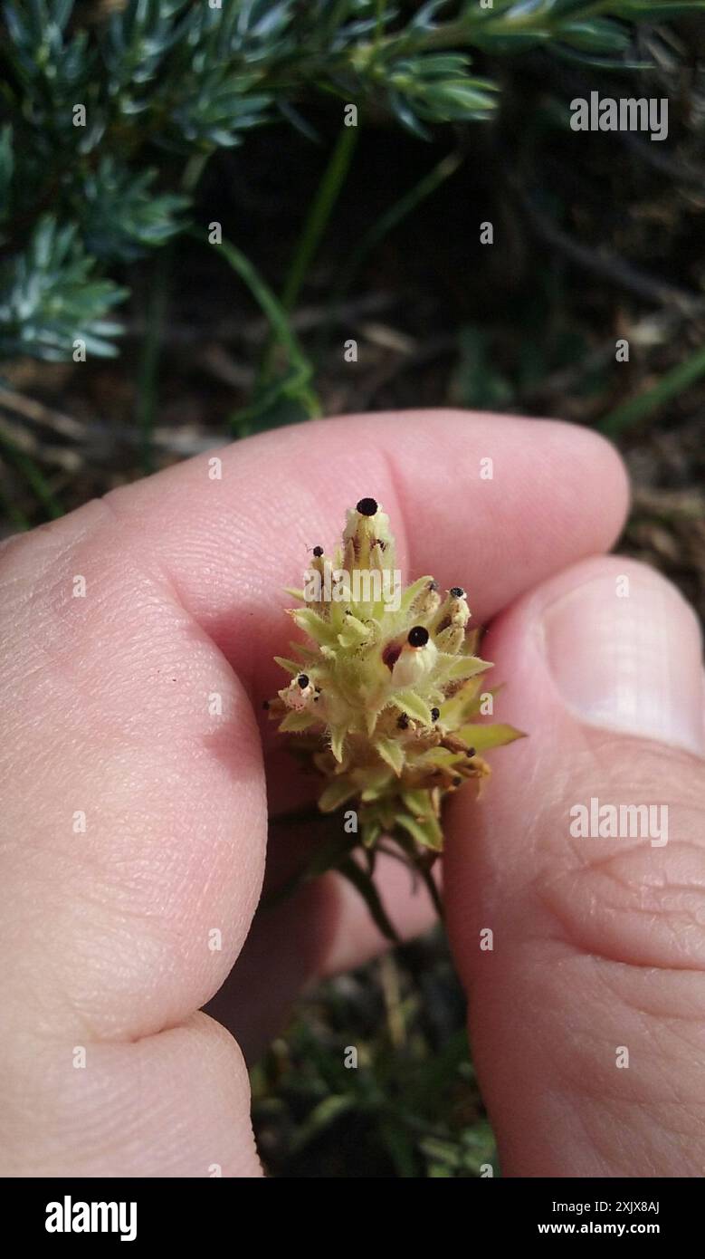 dwarf alpine Indian paintbrush (Castilleja nana) Plantae Stock Photo ...