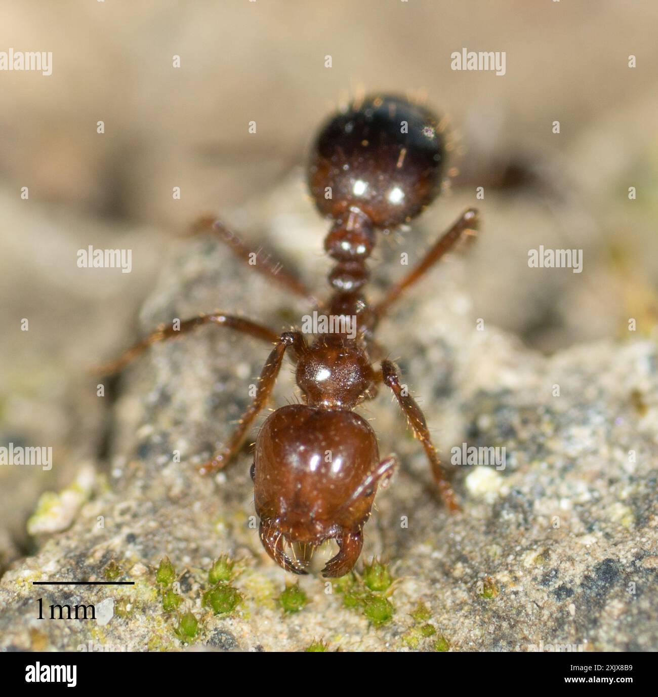 Red Imported Fire Ant (Solenopsis invicta) Insecta Stock Photo - Alamy