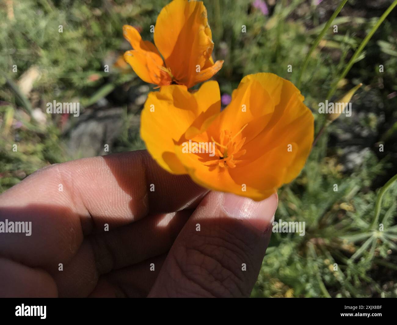 Tufted Poppy (Eschscholzia caespitosa) Plantae Stock Photo - Alamy