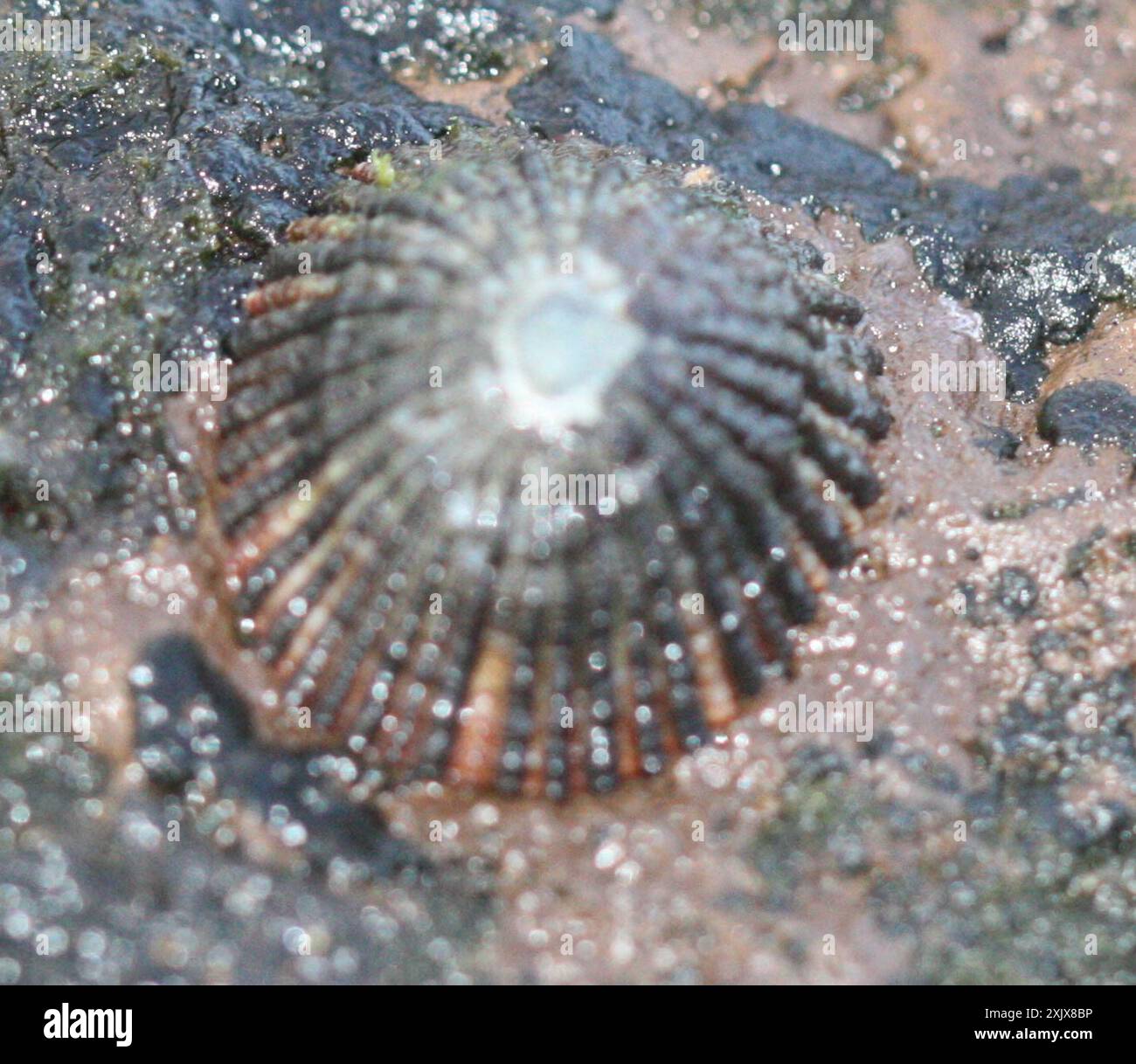 Black-foot 'Opihi (Cellana exarata) Mollusca Stock Photo - Alamy
